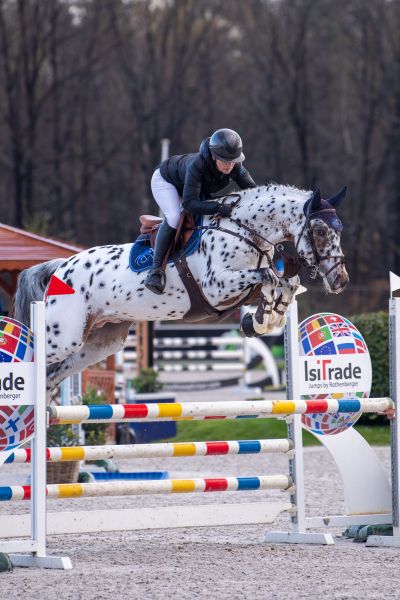 J-NIUS V.V. Z - Puissance génétique… avec une touche de fantaisie ! | Haras Zangersheide
